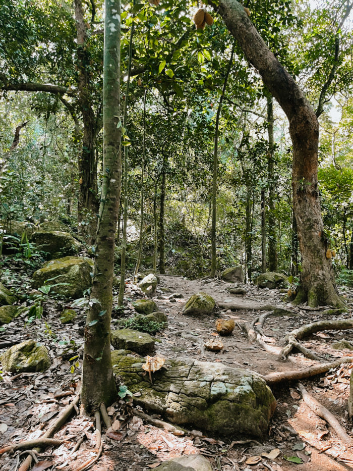 The Most Epic Hike of Rio de Janeiro: Pedra da Gávea - Caroline Rose Travel